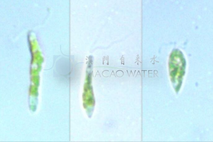 Eutreptia - 澳門淡水藻類