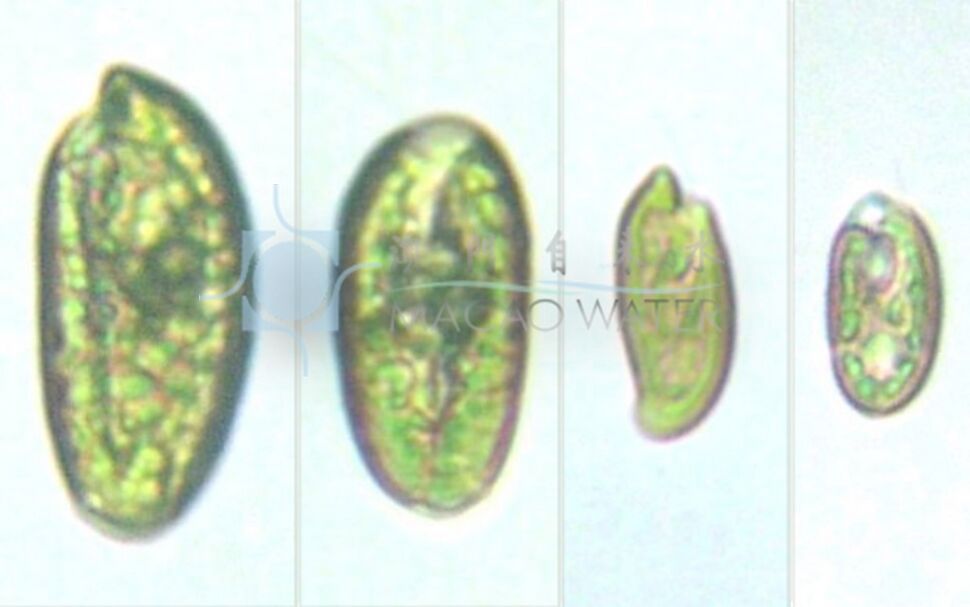 Cryptomonas - 澳門淡水藻類