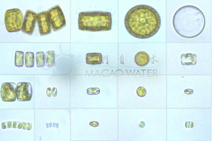 Cyclotella - 澳門淡水藻類