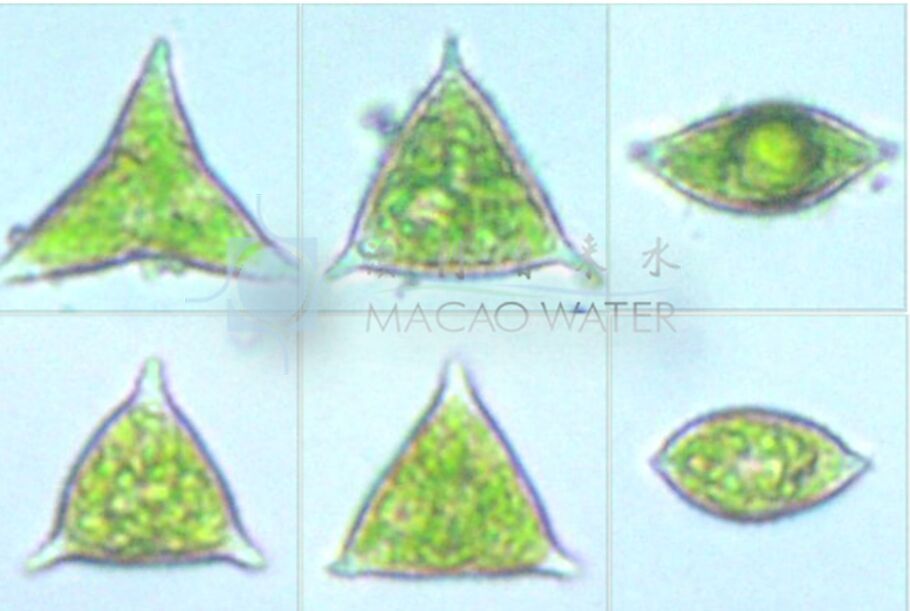Pseudogoniochloris - 澳門淡水藻類